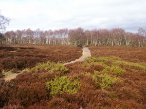 Stanton Moor Walk - Snap the Peaks